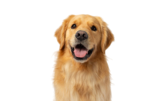 Dog & Cat Supplements Australia | Premium Pet Supplements – Petmima