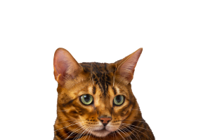 Dog & Cat Supplements Australia | Premium Pet Supplements – Petmima